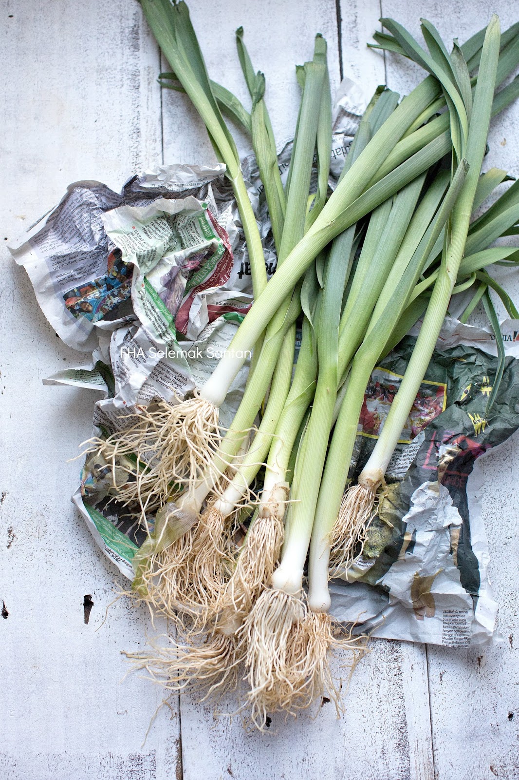 CHINESE LEEK ... Sudut Photography - FHA Selemak Santan