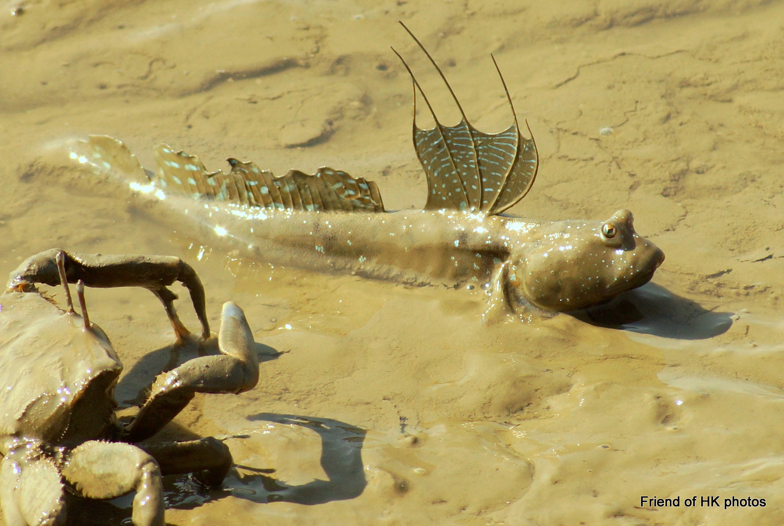 Photographic Wildlife Stories in UK/Hong Kong: Unfortunate Creatures ...
