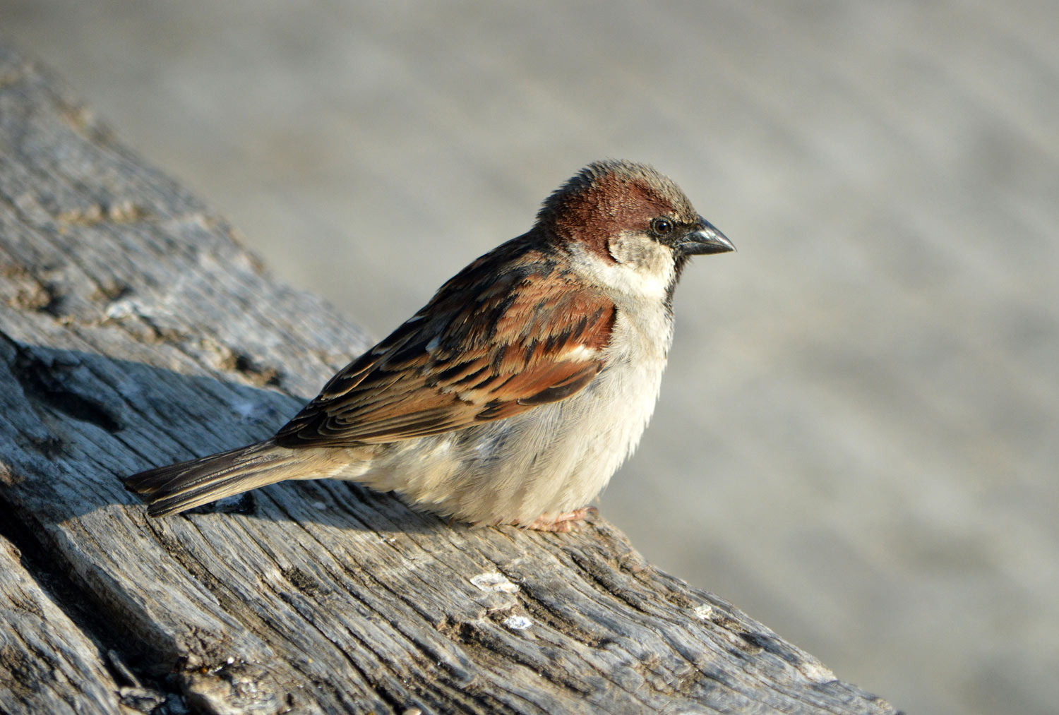 cadalso vive: los gorriones...