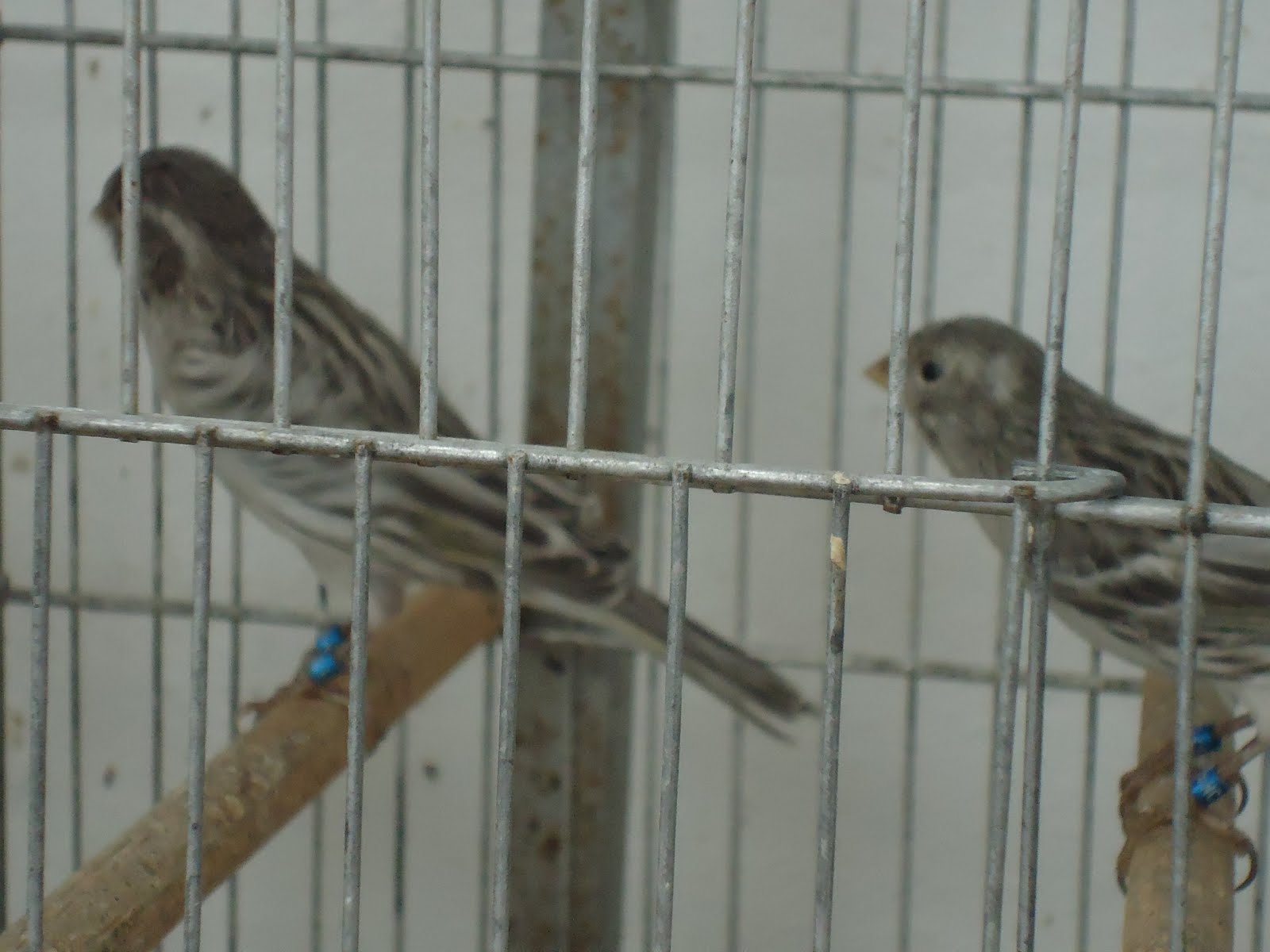 Os Maravilhosos Canários de Jonner Alves: Filhotes: Azul Opalino Dominante