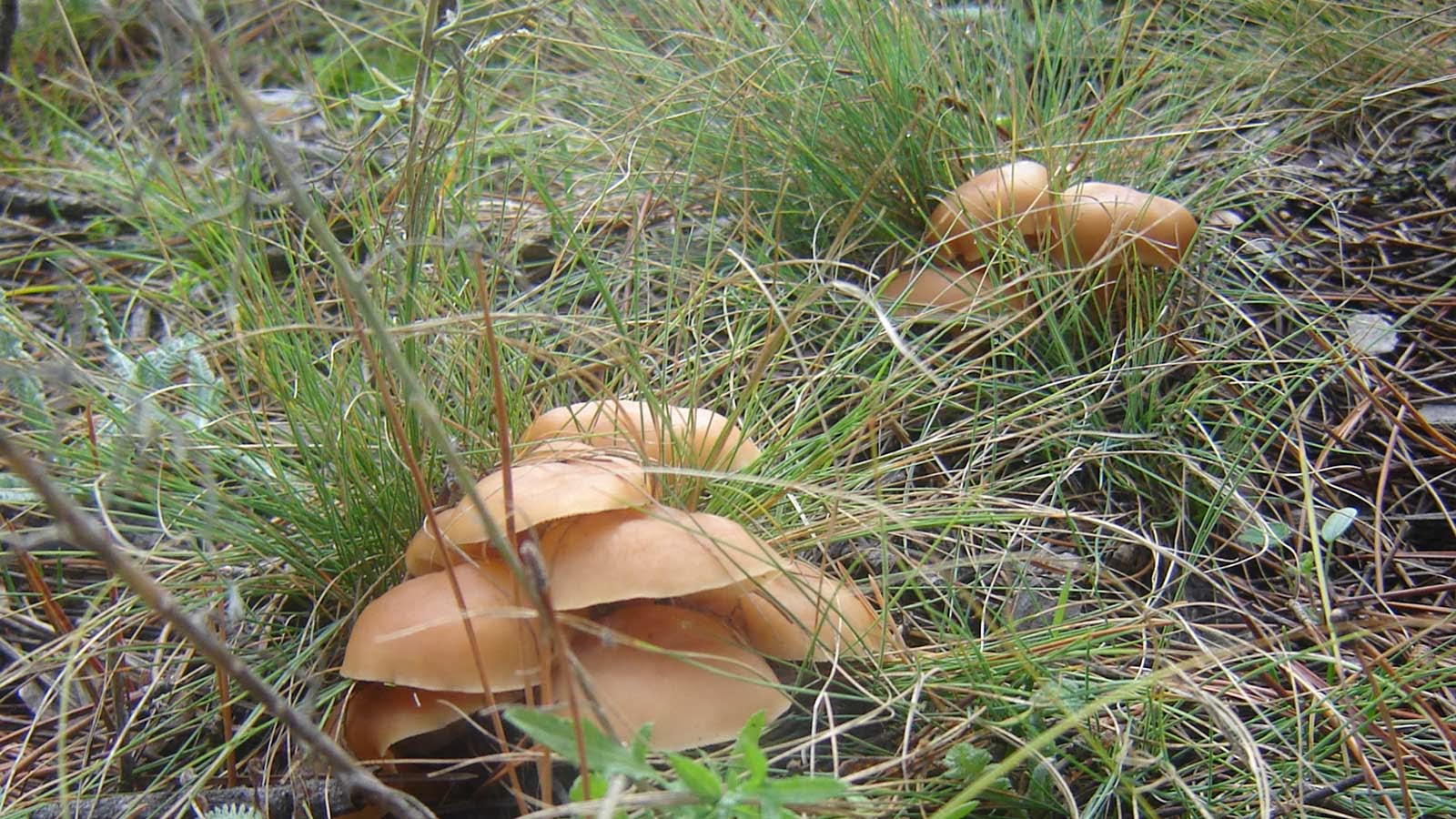 Диви растения в България: Обикновена челядинка, Джунджулка, Гвоздейка ...