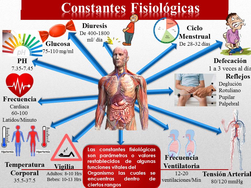 Alejandro Valenzuela Blog de Fisiología Básica UAS: Constantes Fisiológicas