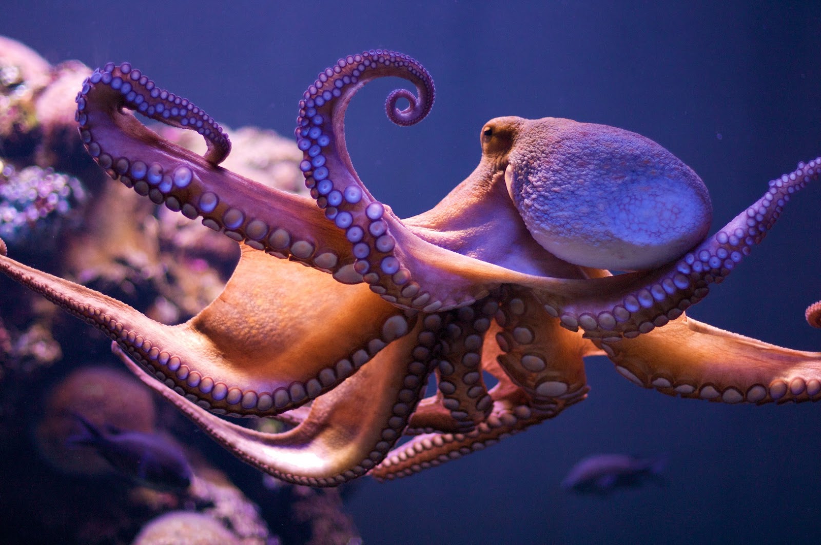 American E-Store: Octopus ..Eight Legs .. Thousands Eggs.