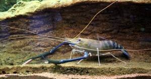 Mengenal Jenis Udang Air Tawar