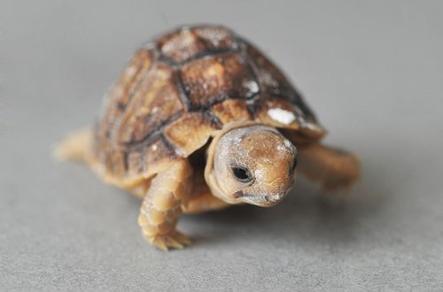 Kleinmann's Tortoise