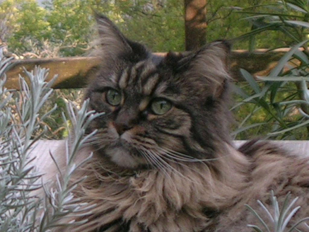 Il Rifugio degli Elfi: La Mia Gatta Alice