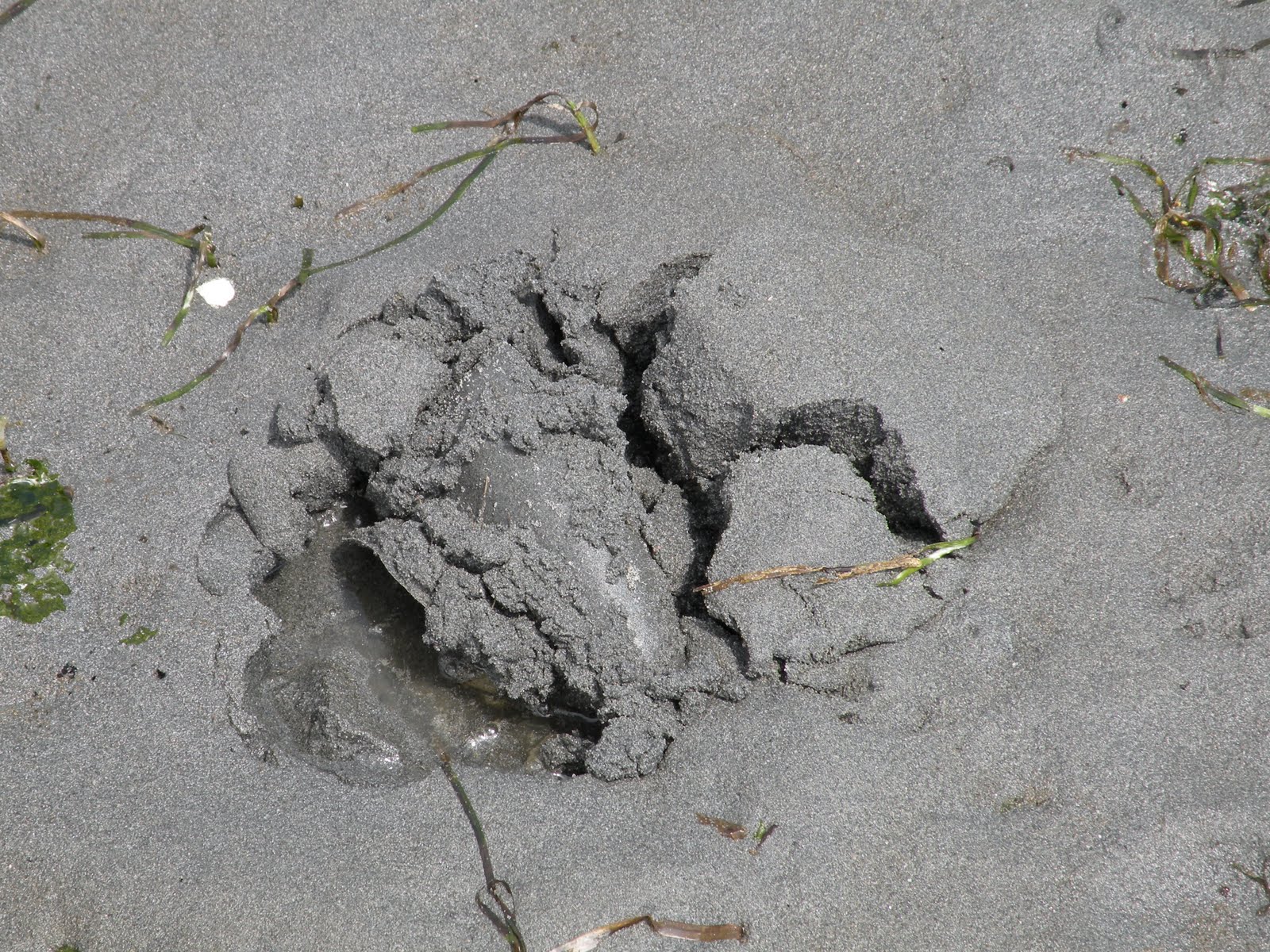 Buzz's Marine Life of Puget Sound: Sand Collar Season....or More Tiny ...