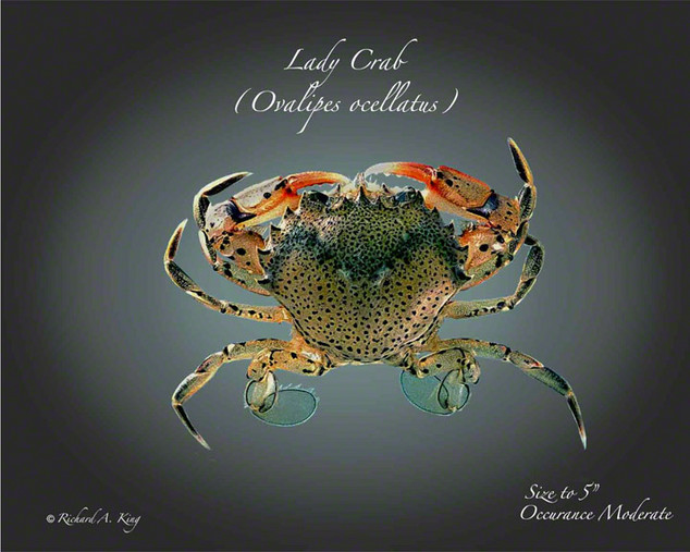 Snow Crab Love: Classy Lady... Crab