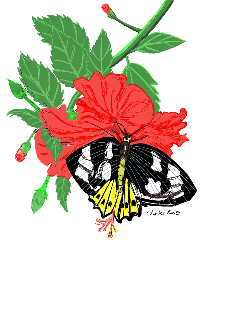 Wildlife Drawing: Drinking Nectar