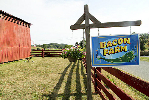 All things Bacon: Bacon Farm