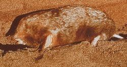 The Molenator: Quick Facts about moles