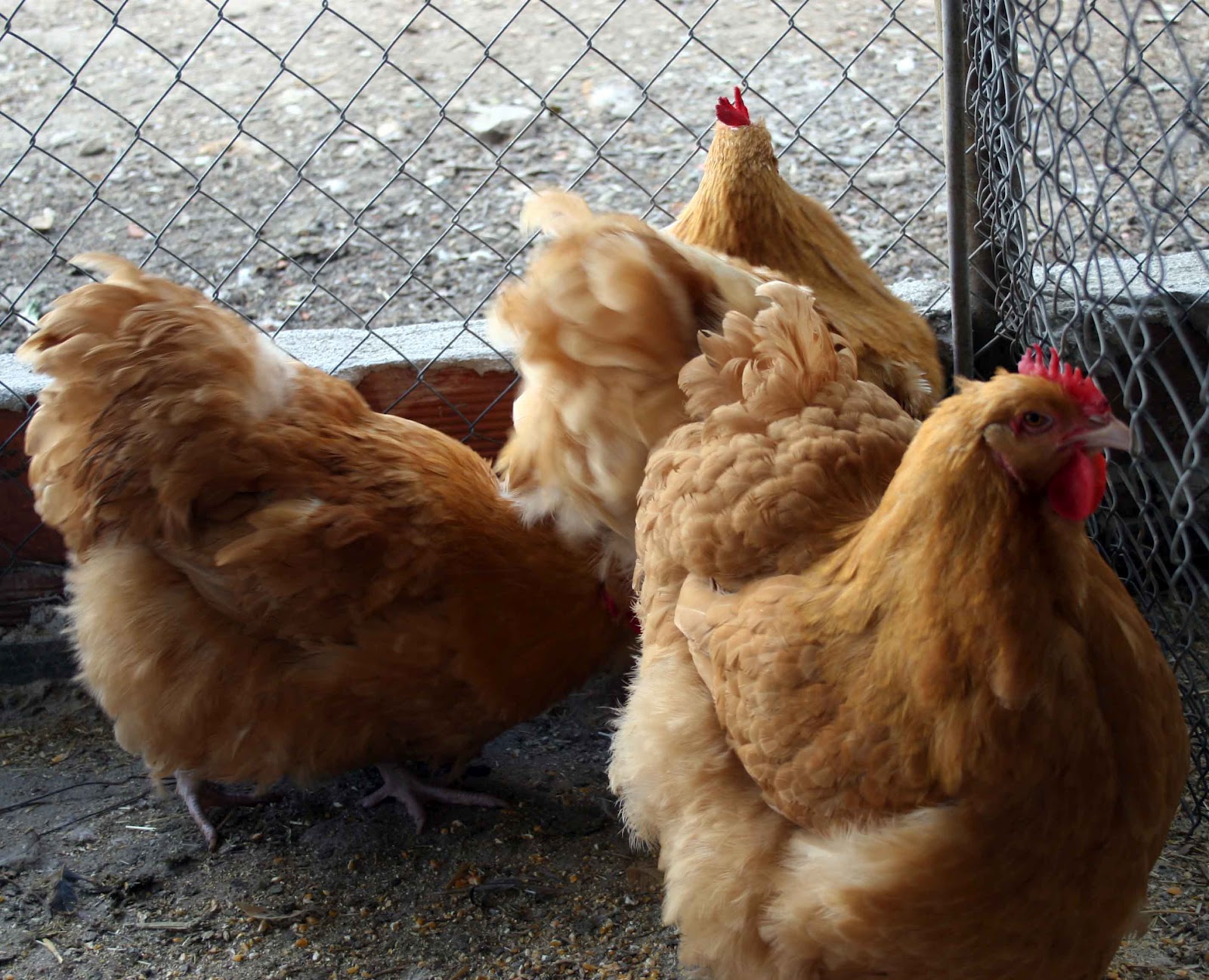 AVIARI CAN BOSCH DE SANT GREGORI: Razas de Gallinas Grandes