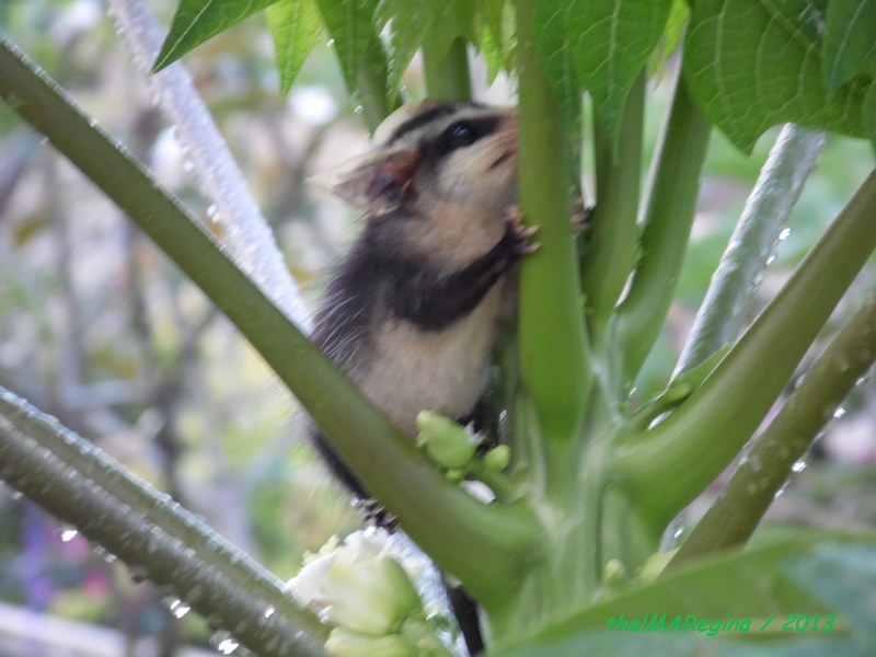 Thelma Regina Siqueira Linhares: encontros, sustos e histórias: TIMBU ...