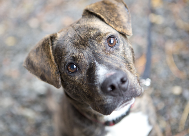 Shelter Dogs of Portland: "NICK" adorable little Pittie mix!