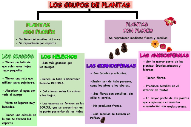 LAS PLANTAS | MY ENGLISH AND SCIENCE