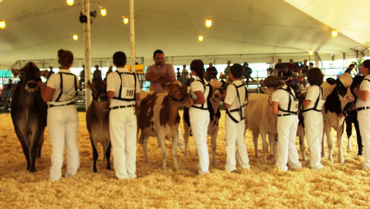 Washington County Fair, NY: 2011 WCF Winners - Youth Dairy Cattle