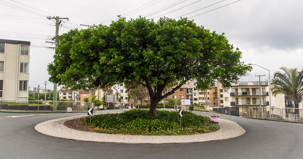 Tree in a roundabout | Sunshine Coast Daily Photo