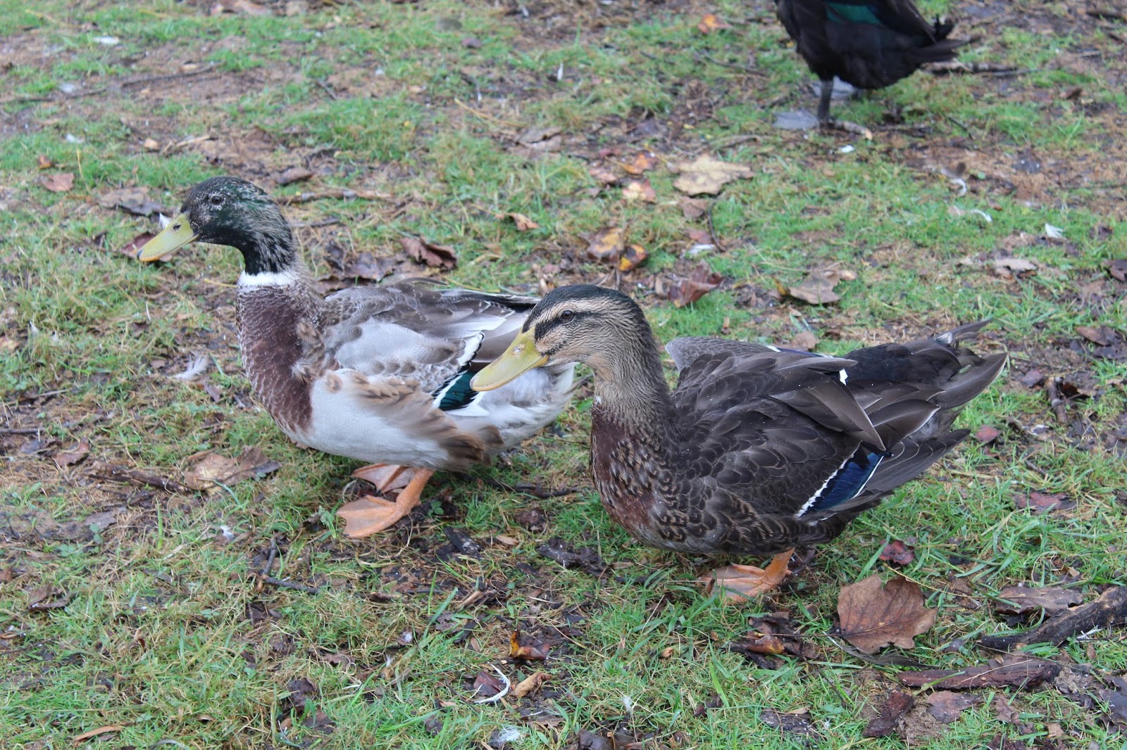 Rouen Ducks: Male or Female?