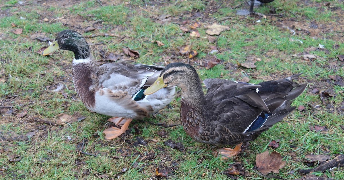 Rouen Ducks: Male or Female?