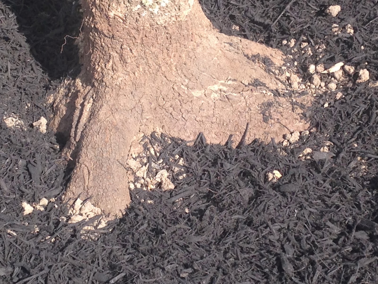 Golden Rule Soil Management Solutions: Getting Rid of Volcano Mulch Mounds