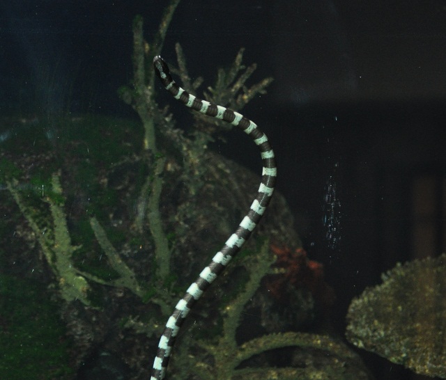 ZOOTOGRAFIANDO (6.096 ANIMALS): KRAIT MARINO (Laticauda laticaudata)