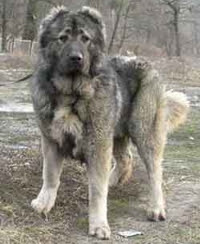 Razas de Perro: Pastor del Cáucaso