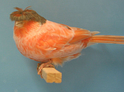 BURUNG KENARI : Burung kenari