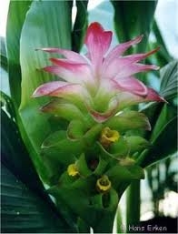 Manfaat tanaman Bengle ~ SEPUTAR KESEHATAN