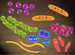 Bacterias.: 2015