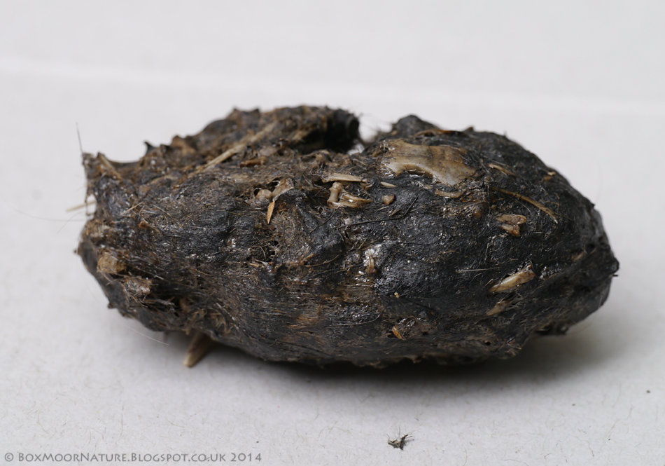 Boxmoor, naturally...: Week 44: Barn Owl Pellet Dissection & Analysis