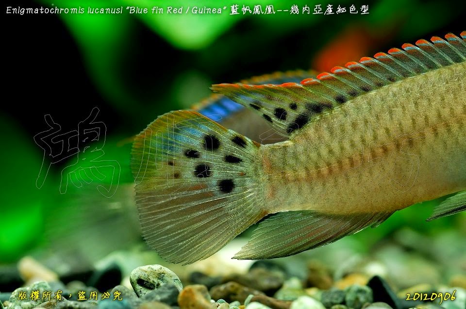 鴻順魚坊: Enigmatochromis lucanusi 藍帆鳳凰