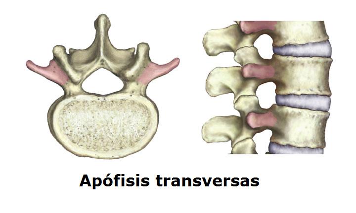 Anatomía Descriptiva: ¿Cómo está formada una vértebra?