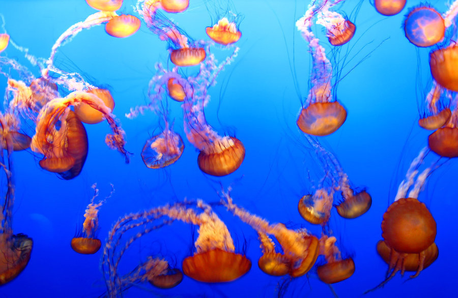 Jellyfish | The Biggest Animals Kingdom