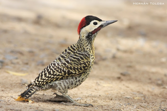 Aves de Argentina: Carpintero Real (Colaptes melanochloros)