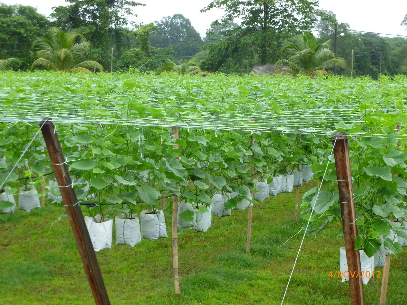 OBO: Projek Tanaman Timun Fertigasi Terbuka Di SMK Kuala Jengal, Dungun ...