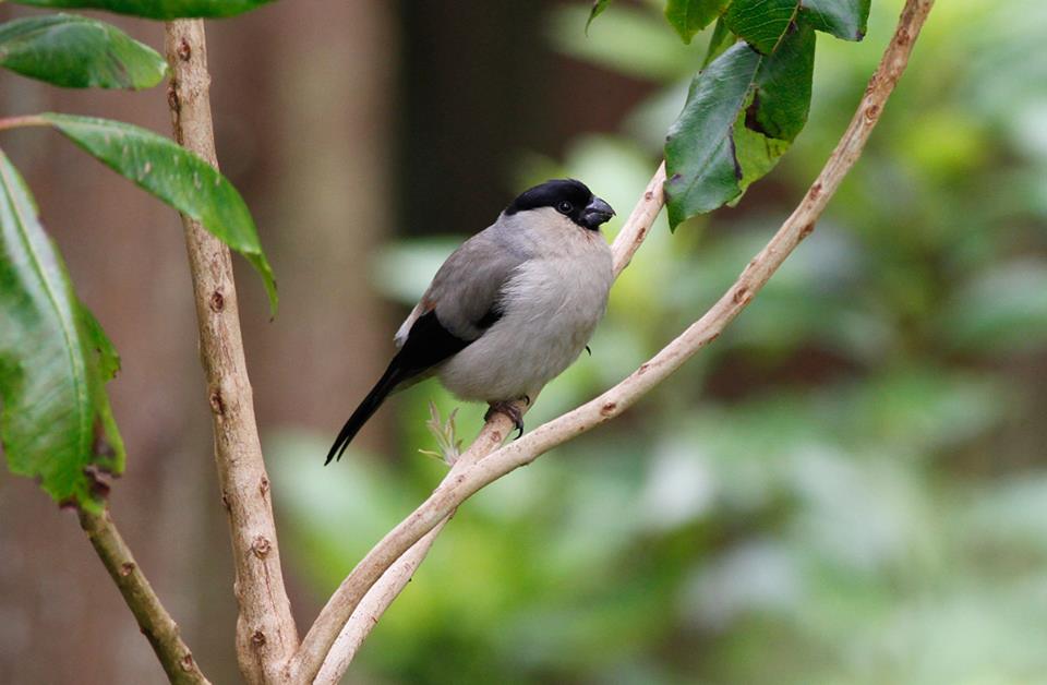 Non-Stop Birding: Azores Nature Review 2016