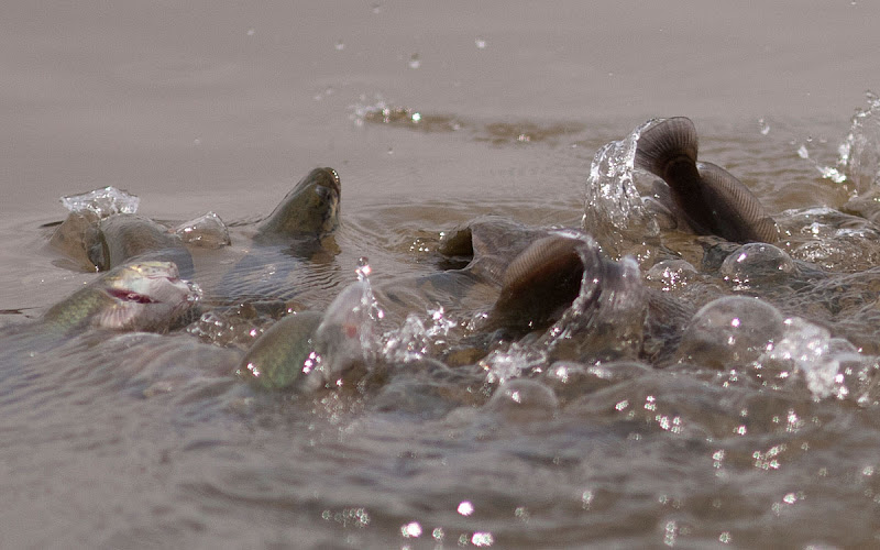 Weedon's World of Nature: More Peruvian rainforest wildlife