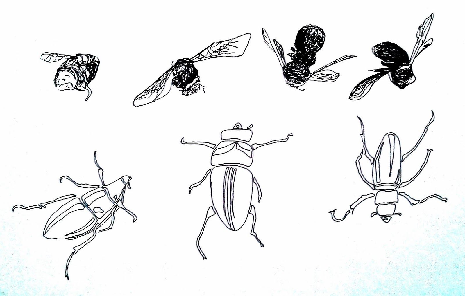 The Olive Blog: Observational drawings ..insects