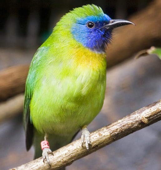Harga Burung Cucak Ijo Terbaru Maret 2020 Harga Burung Cucak Ijo Terbaru Maret 2020