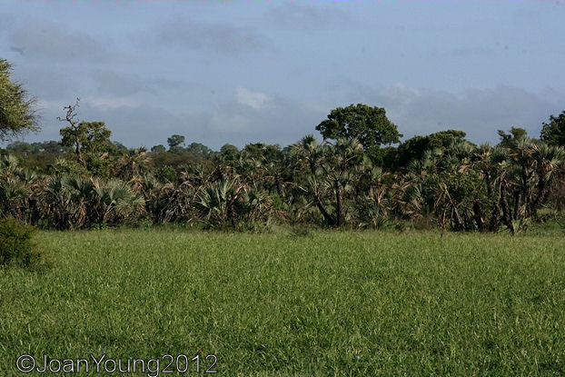 South African Photographs: Ilala Palm (Hyphaene natalensis)