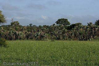 South African Photographs: Ilala Palm (Hyphaene natalensis)
