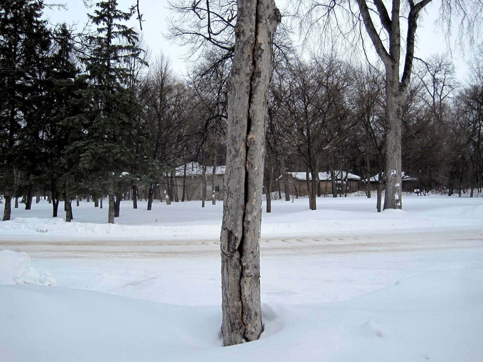 Tree Care Canada: Frost Cracks and Sun Scald