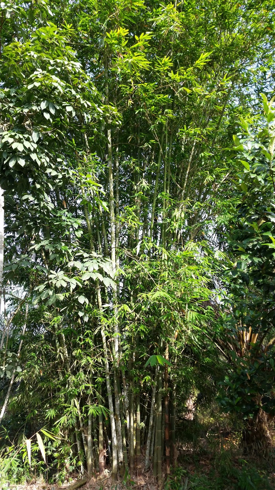 Warisan Petani: Pokok Buluh 1 : Buluh Betung.