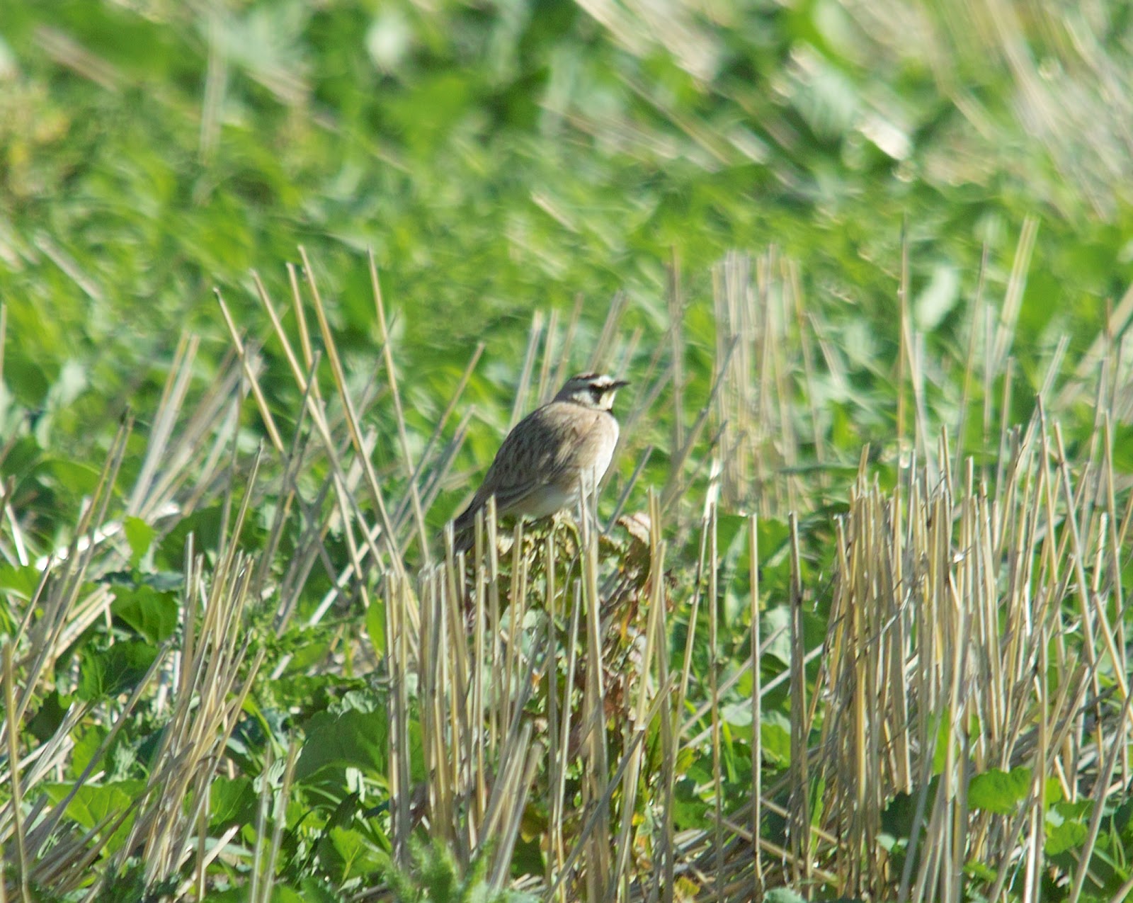 Derek Bird Brain: Frank Lake revisited