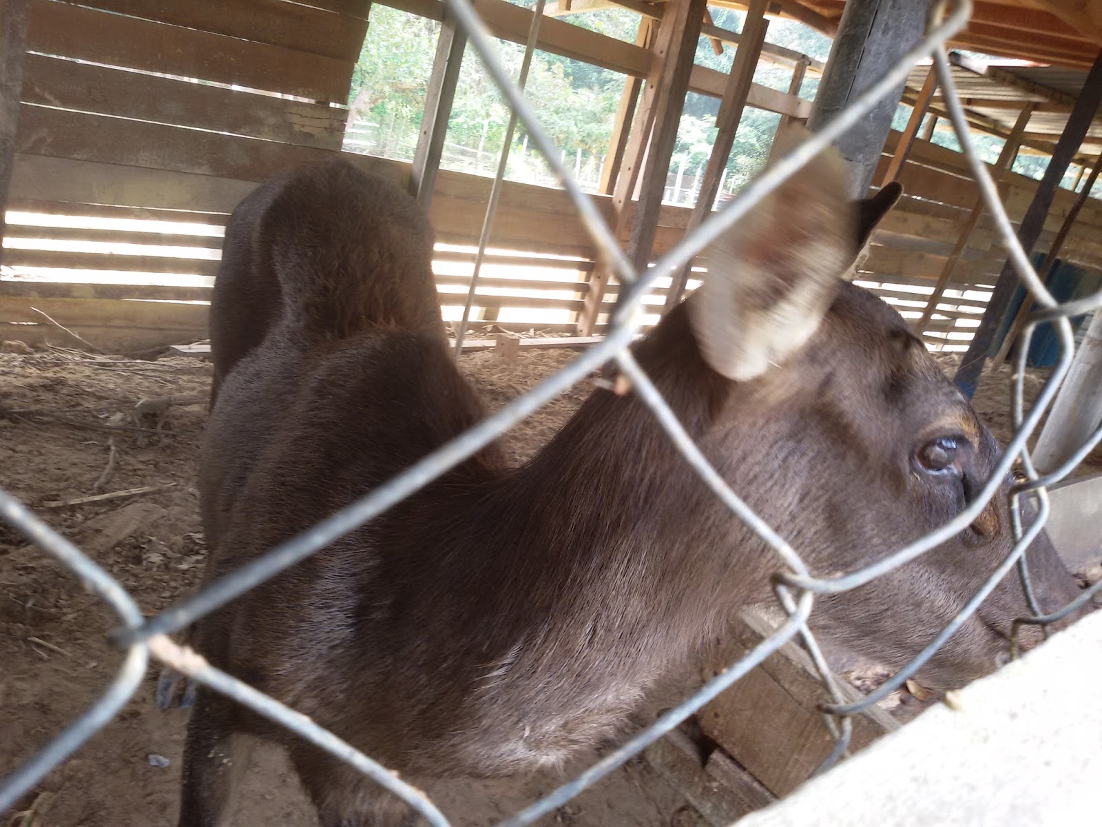 ...yang ingin kukongsi...: Sri Aman 4D3N: kambing comel itu...