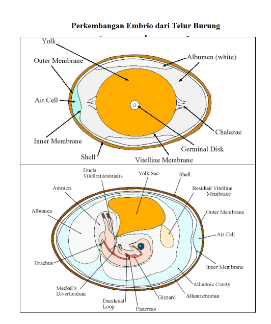 Airvans Creative: Perkembangan Embrio Pada Telur Burung Kenari