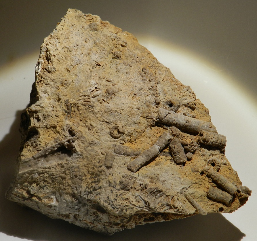 Ceci n'est pas une collection: ((( Encrinite / Crinoïdes