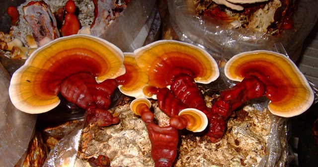 Ganoderma Lucidum (Lingzhi, Reishi, Young-Ji, 灵芝, 영지),Do You Know It Well?