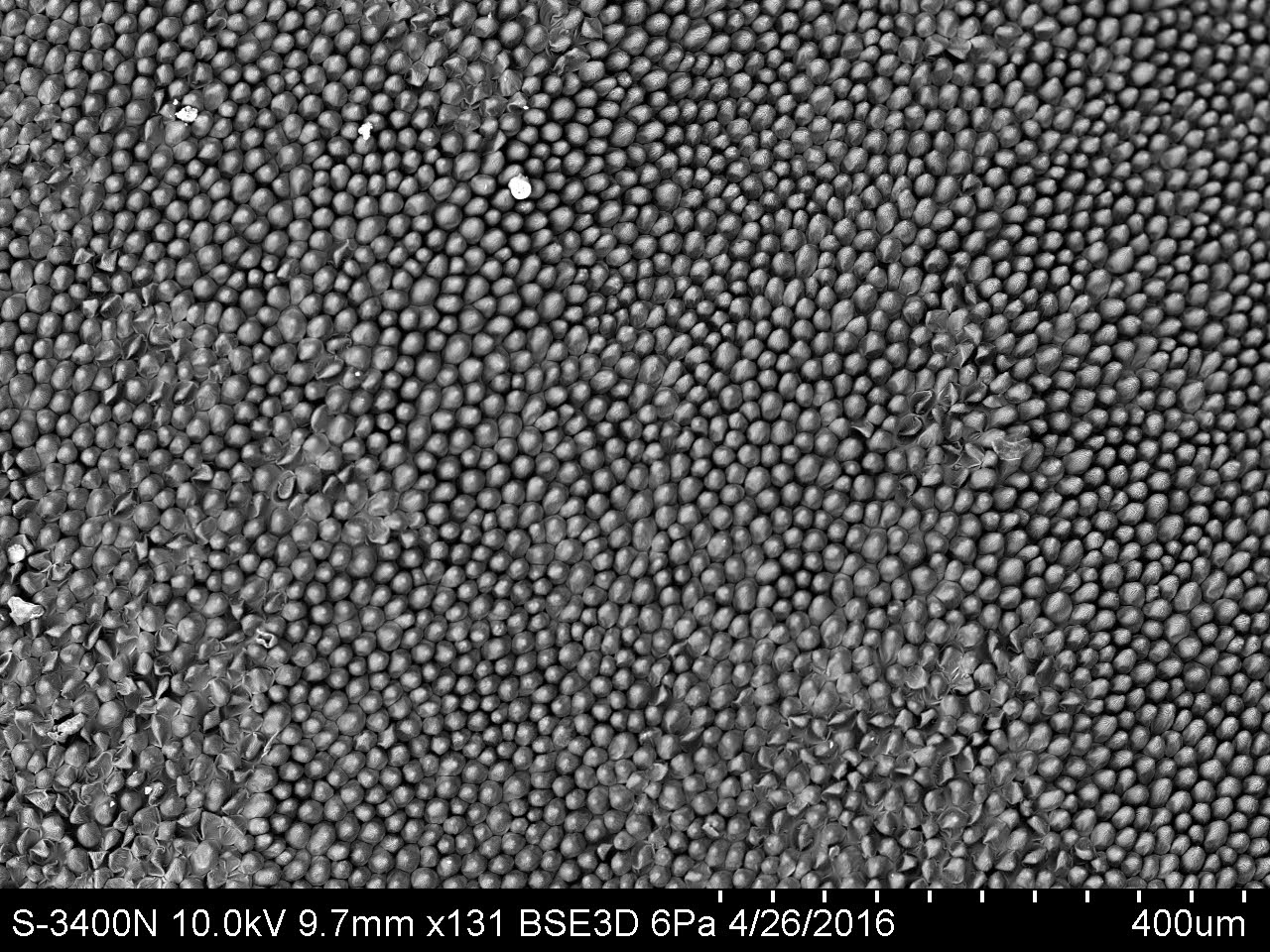 Scanning Electron Microscope Blog: Roses - More Beautiful Up Close