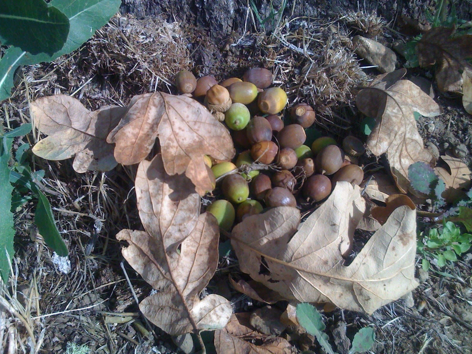 The Writer's Wellspring: The Great Acorn War